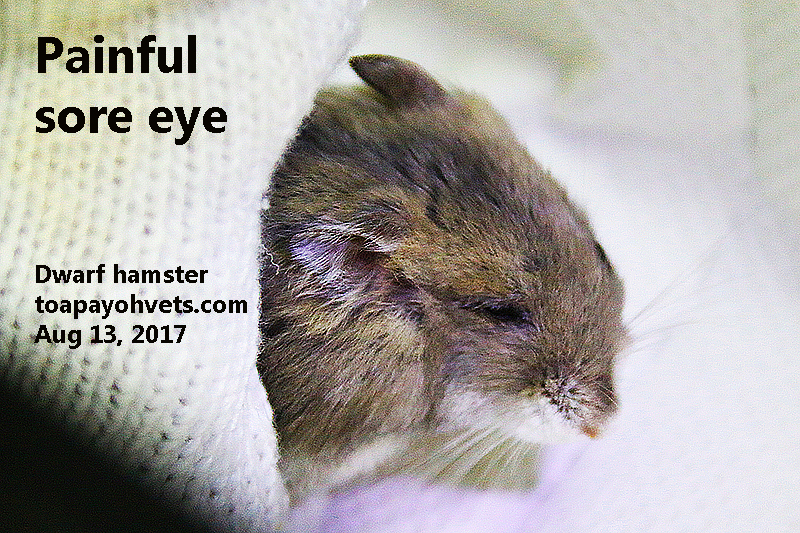 Veterinary, Photography and Travel Stories for vet students and pet ...