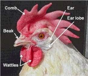 My Little Chicken Coop: Egg color & Earlobes in Chickens