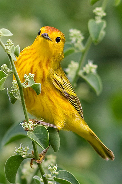 Bird Guide: Costa Rica 2012 - Trip Report Part 3