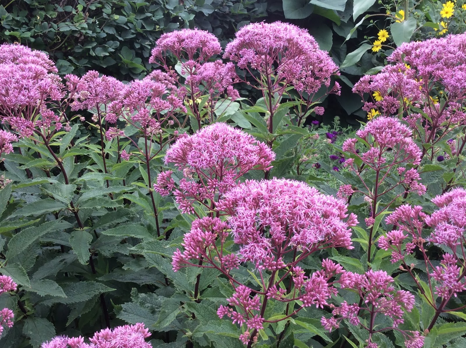 Eupatorium, een feest voor vlinders en bijen