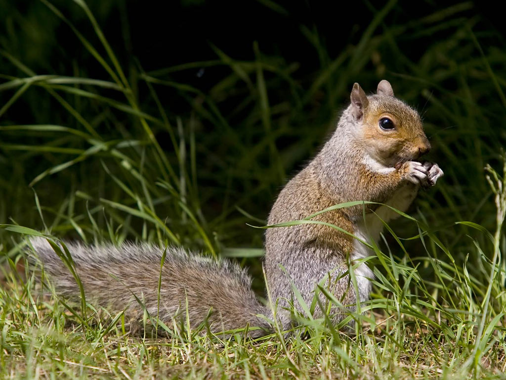 Squirrel in Grass Animal Wallpaper - Nature Wallpaper