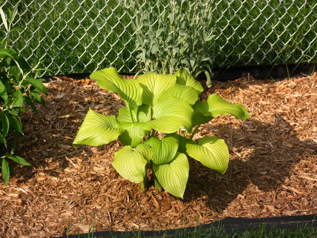 Hosta plantaginea - Fragrant plantain lily - August lily care and ...