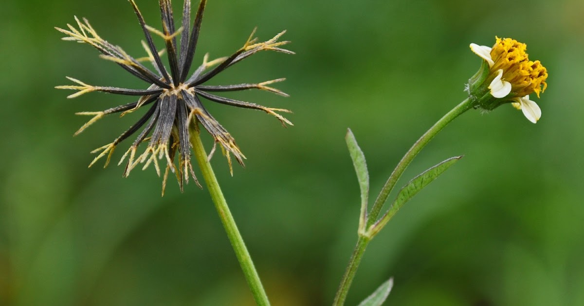 Mutsine, Blackjack Is Powerful. Read This!