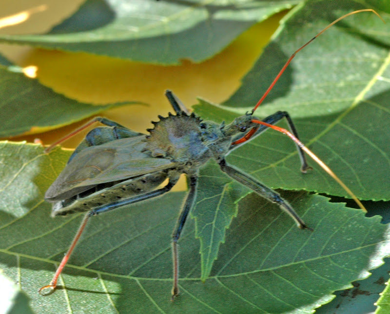 Northern Pecans: Wheel bug egg mass