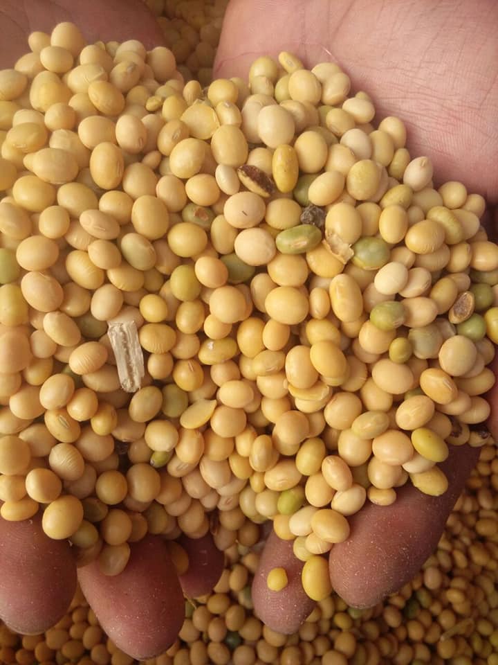 Jual Kedelai Semarang 085741234357 Fast Respon