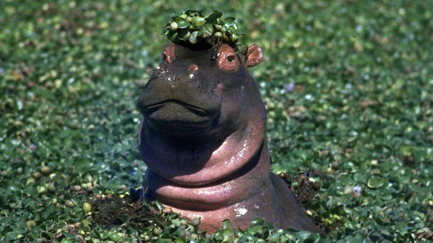 ANIMALS TIME : Hippo (Gallery 4)