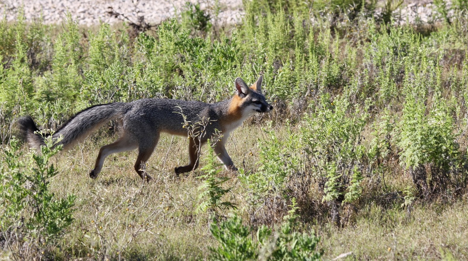 Big Bend - Texas Nature: fox-a-day #1
