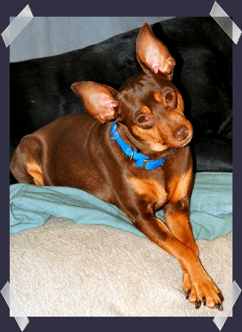 GimmeBlu Pinchers: Miniature Pinschers (Adults)