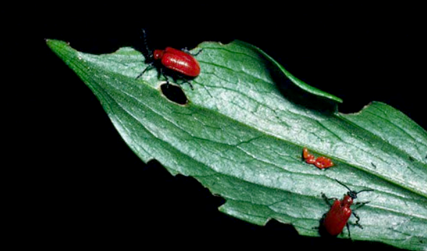 Hubungan Hama dengan Tanaman | detiktani.com