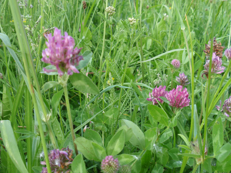 Conny's-blog: Gewoon mooi onkruid........................