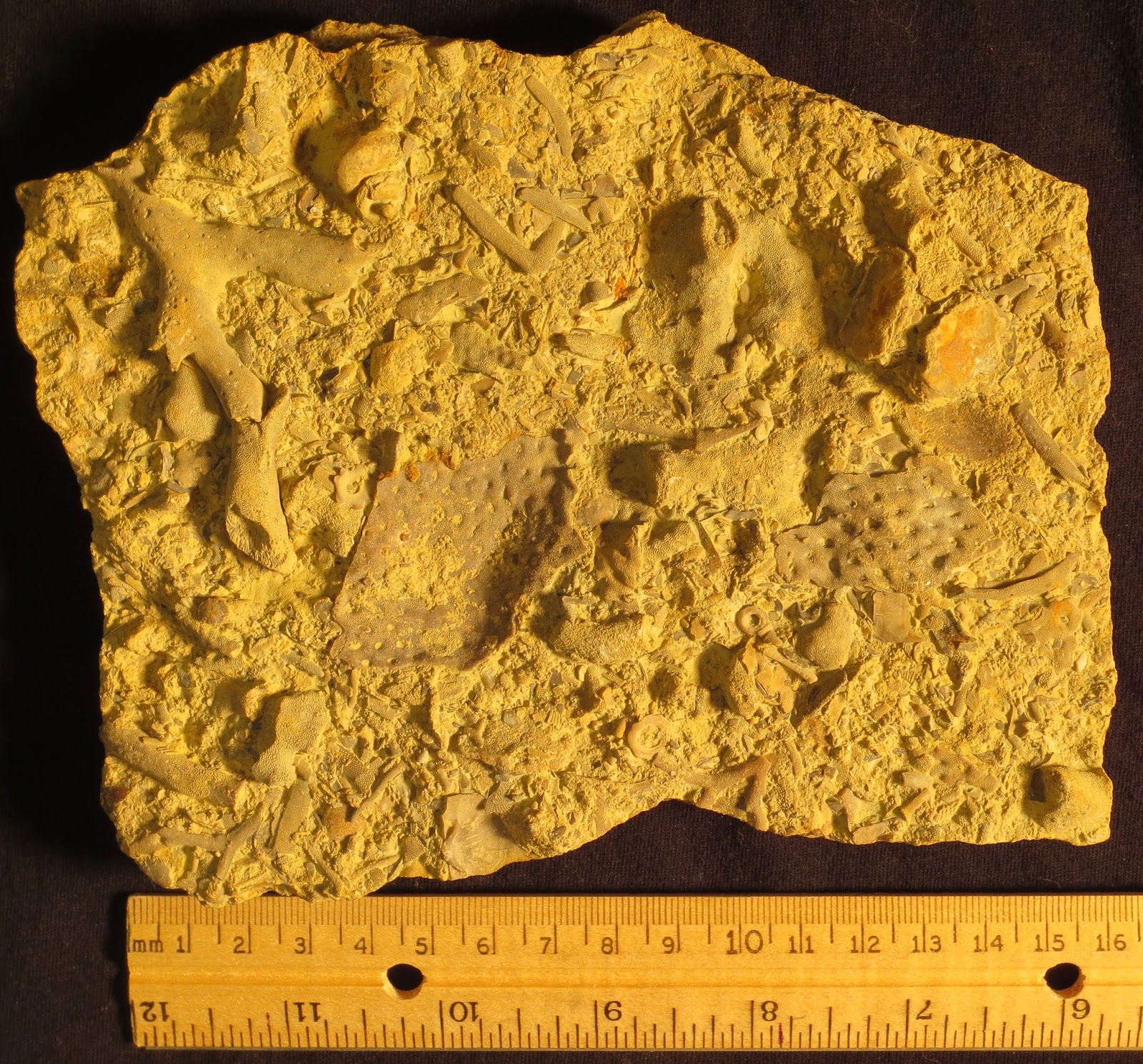Encrusting Bryozoan Fossil