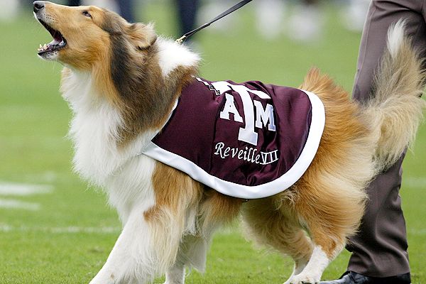 Little Black Marker: Reveille of Texas A&M