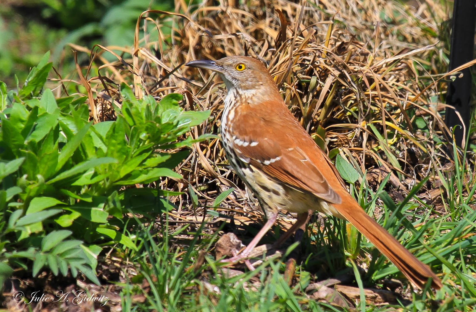 Nature's Splendor: Pretty Spring Birds