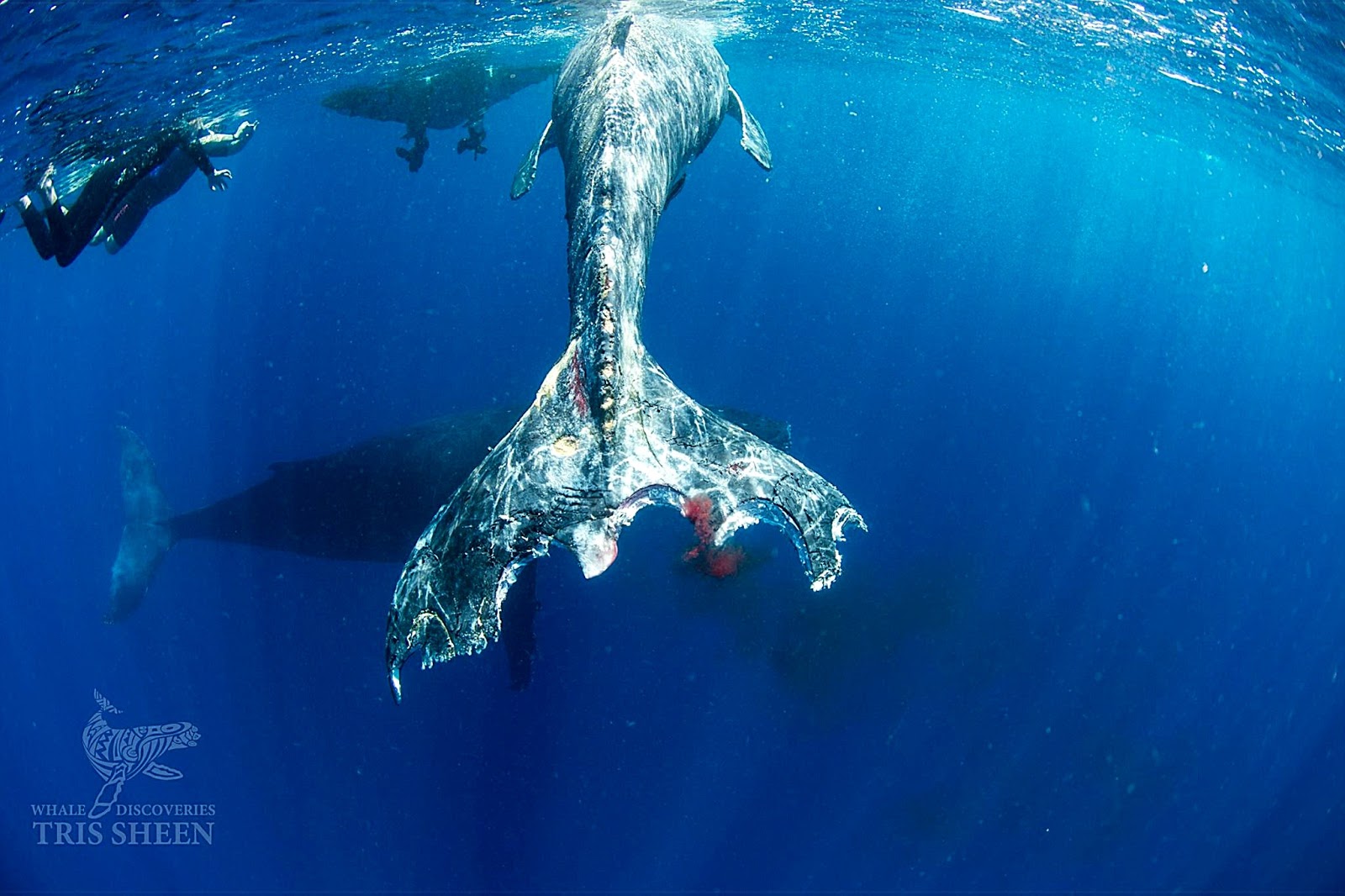 The Best Shark Dive in the World!: Sharks vs Humpback Whale!