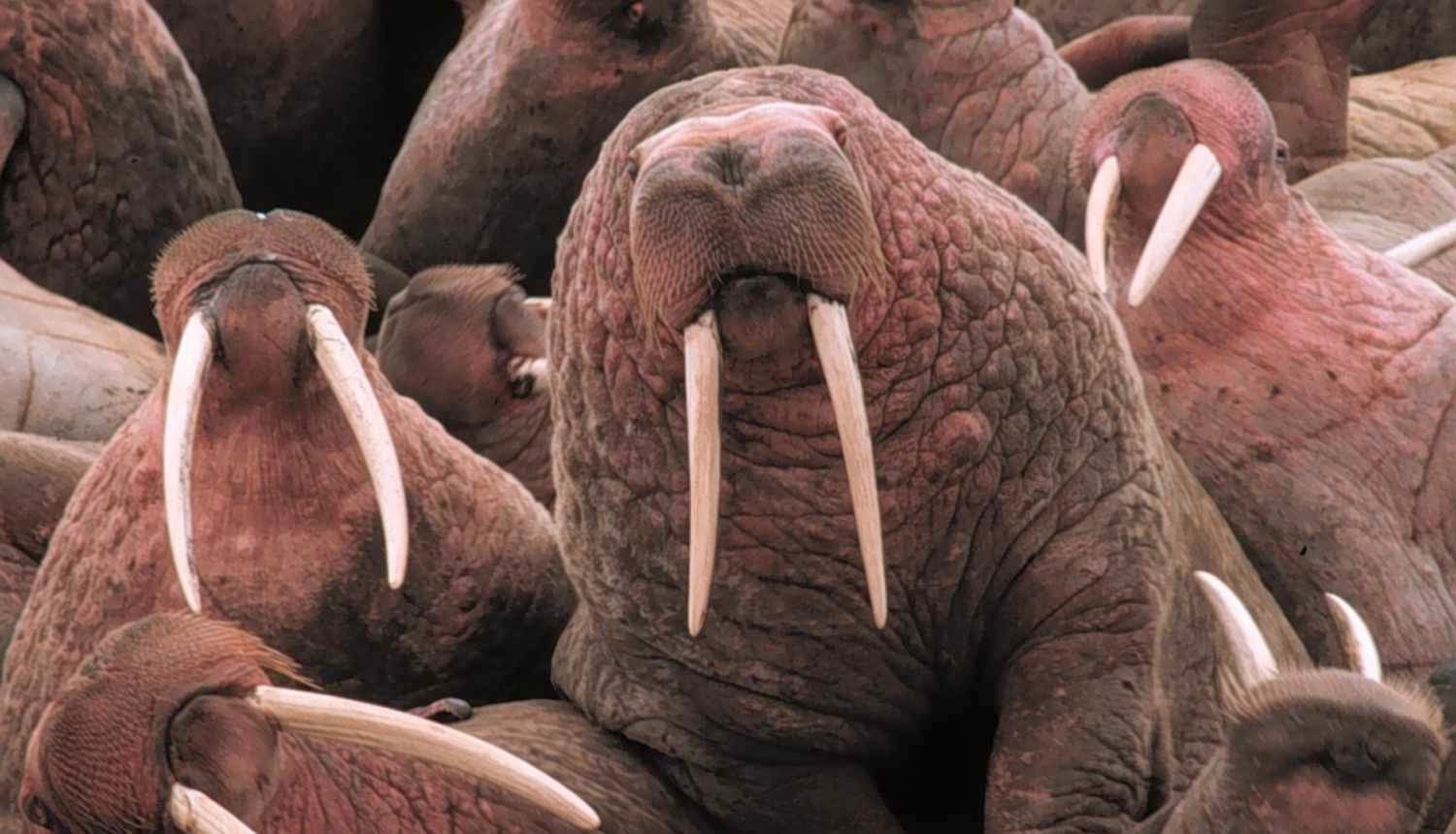 Las morsas, juntas apasionadamente - Biología