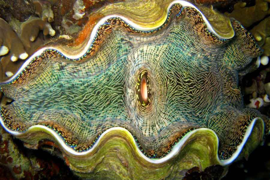 No Mar Profundo: Ostras-gigantes