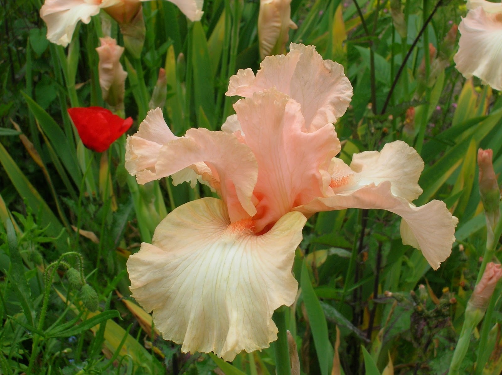 Gardening Airy Fairies: La collection d'iris du Jardin des Plantes à Paris