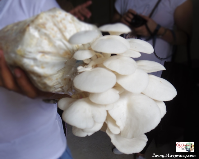 Woman In Digital: My Trip to Sonrisa Organic Farm in Camarines Sur