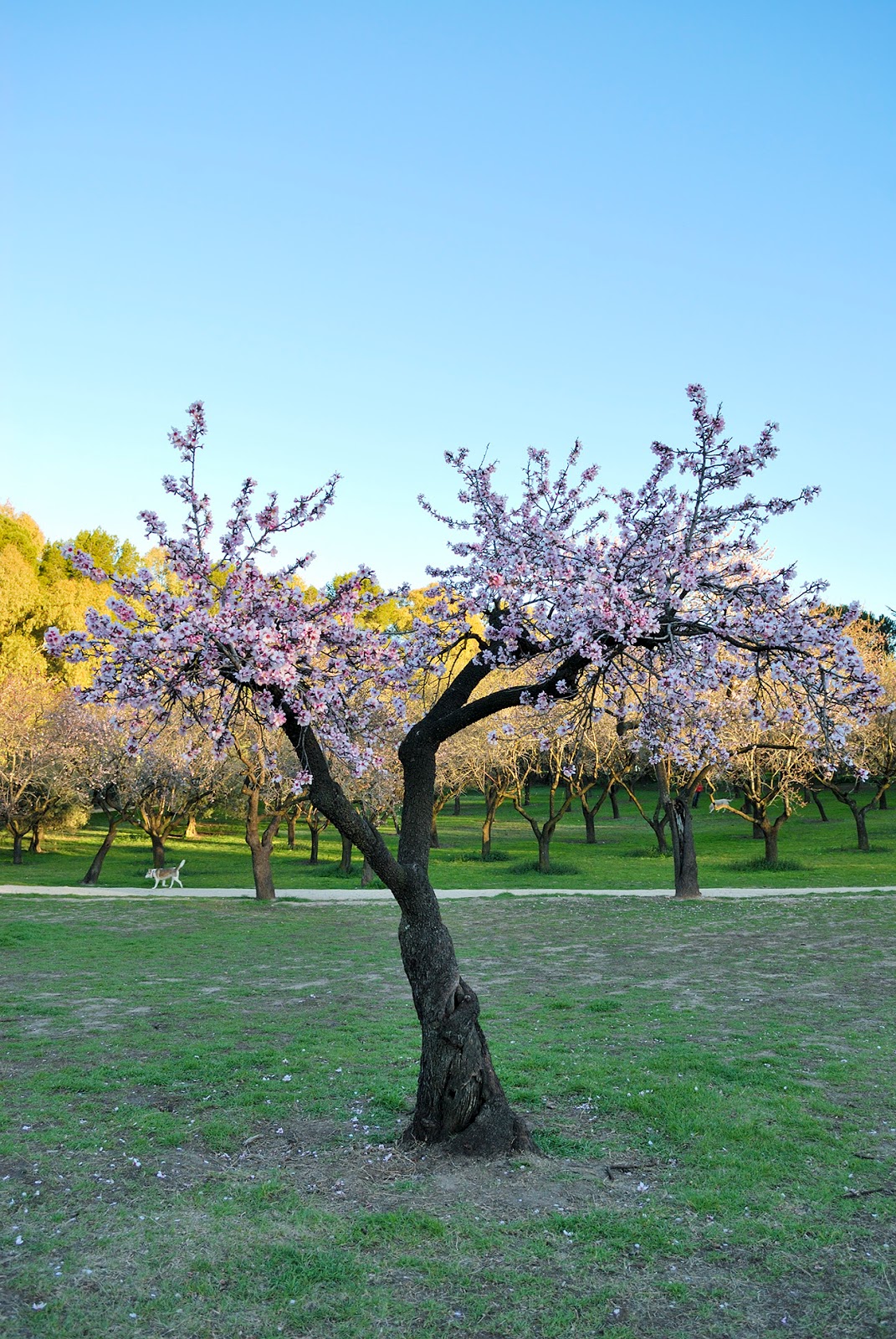 Where to Find Spring Flowers in Spain | Memories of the Pacific