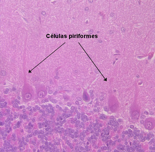 Manual interactivo de morfología celular: Morfología de células piriformes