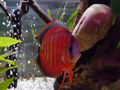 Harga Ikan Discus Red Melon Discus Penampakanya Jenis - Ikan Cantik