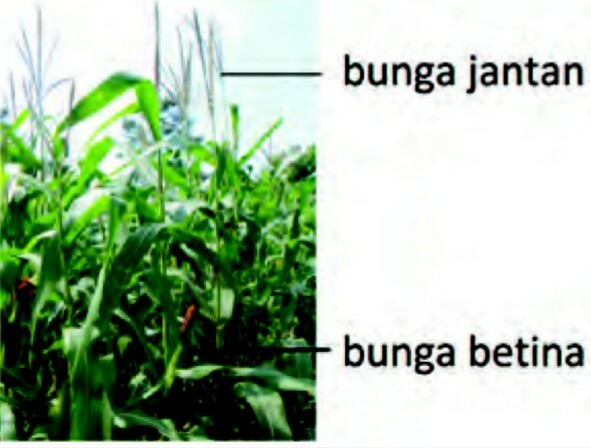 Penyerbukan (Polinasi) - Bimbel St