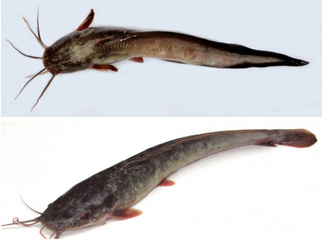 Cara nak bezakan ikan keli dengan ikan sembilang | Syok Makan