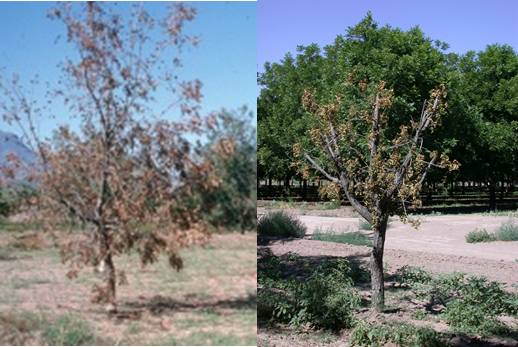 NMSU Plant Clinic: Phymatotrichum root rot appearing in Southern New Mexico