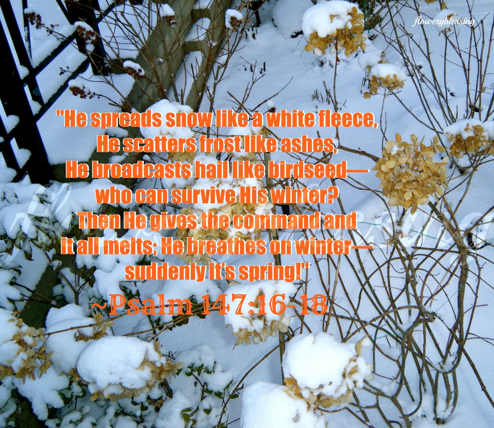 Flowery Blessing: '"He spreads snow like a white fleece, He scatters ...