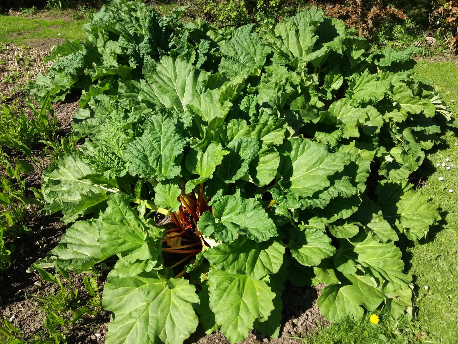 Rabarber - frysning og kompot