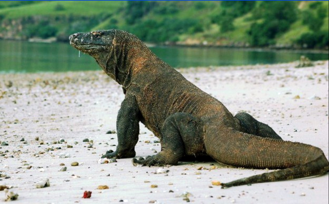 The Beauty Landscape of Indonesia: Reveals the beauty of Komodo ...