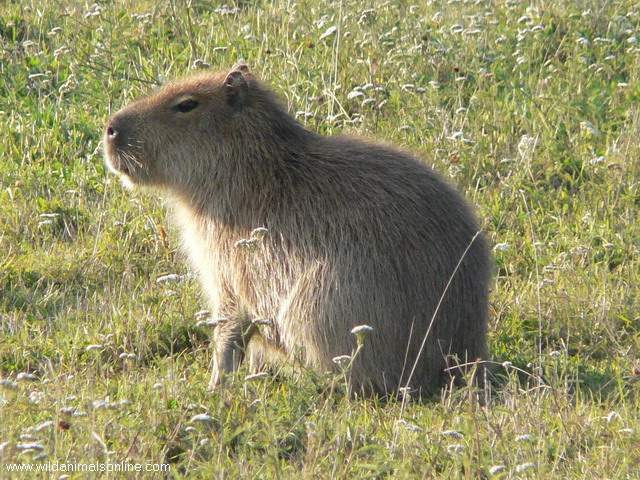 Capybara
