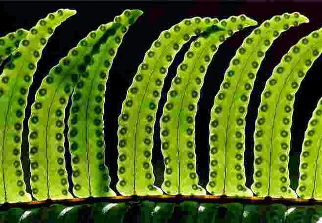 Manfaat daun pakis untuk kesehatan - Naura news