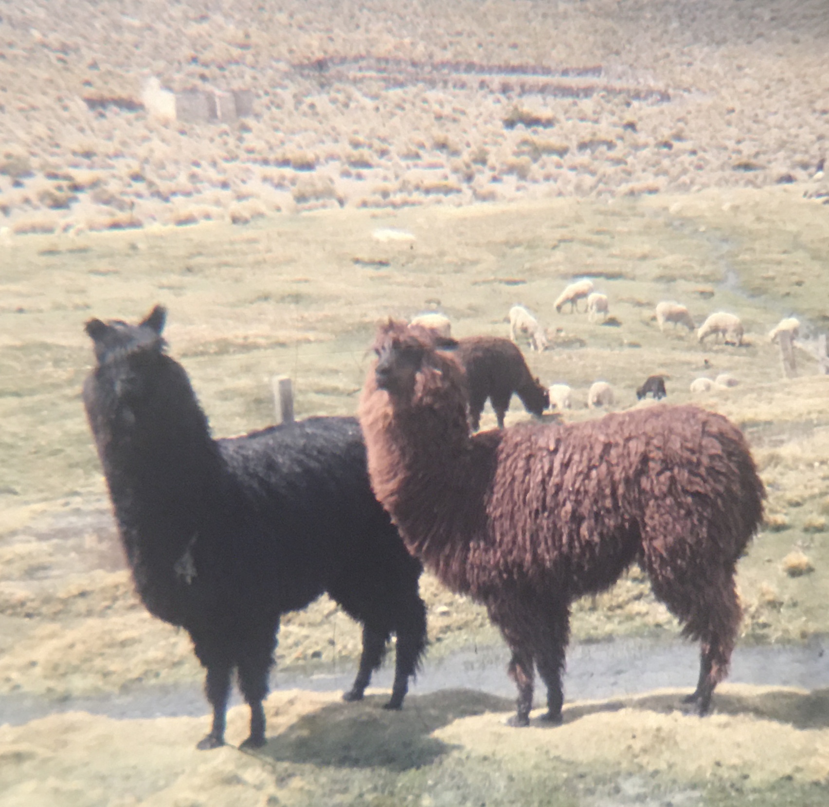 Zootecnia Digital: El enigma de las alpacas CHILI.