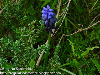 Nazarenos (Muscari neglectum)