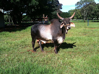 Dave's Nuffield Tour: March 30 - Cattle & Coffee
