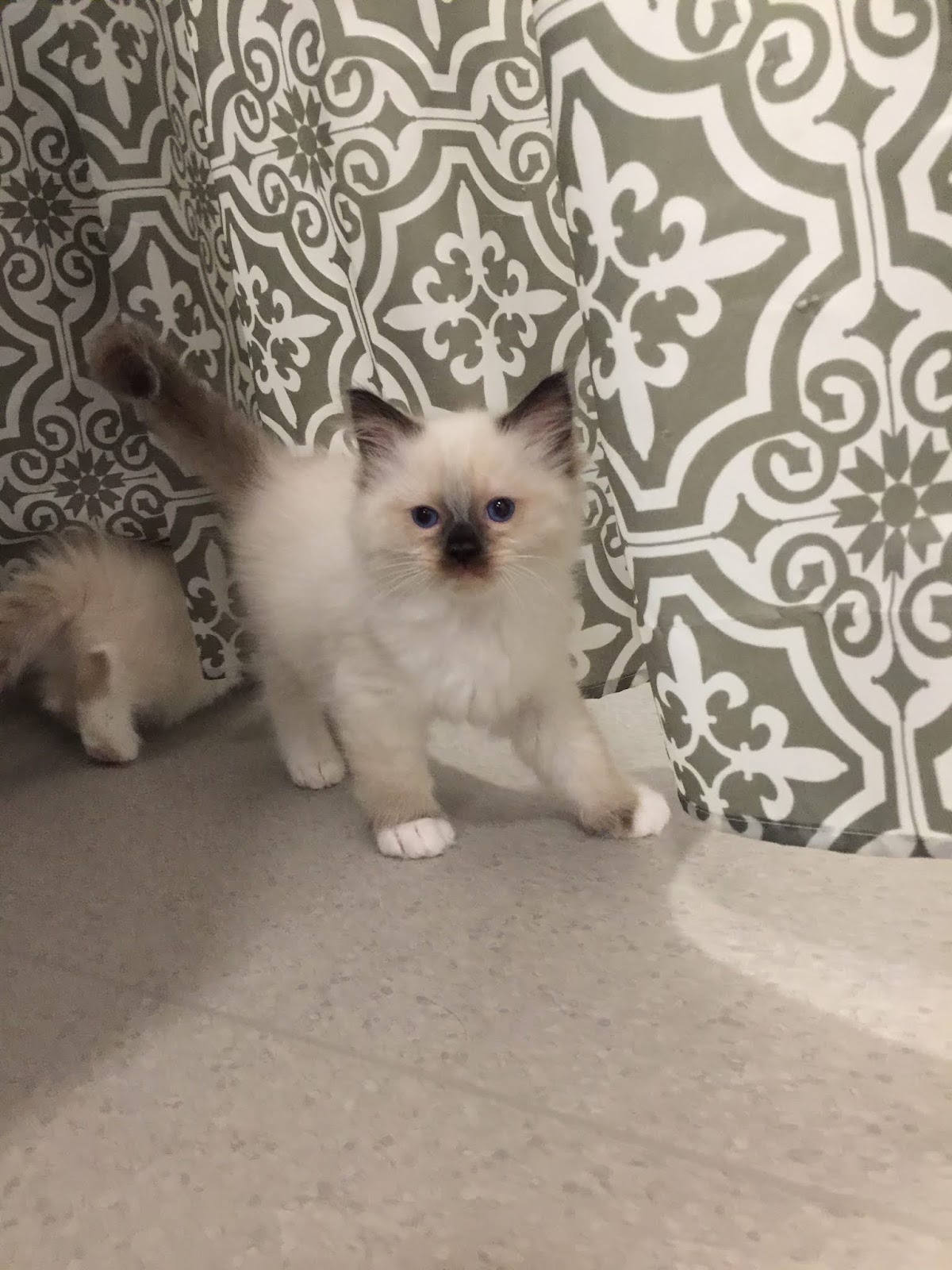 SE* Golden Whiskers' Ragdoll - The cool cat!: Disneytema!