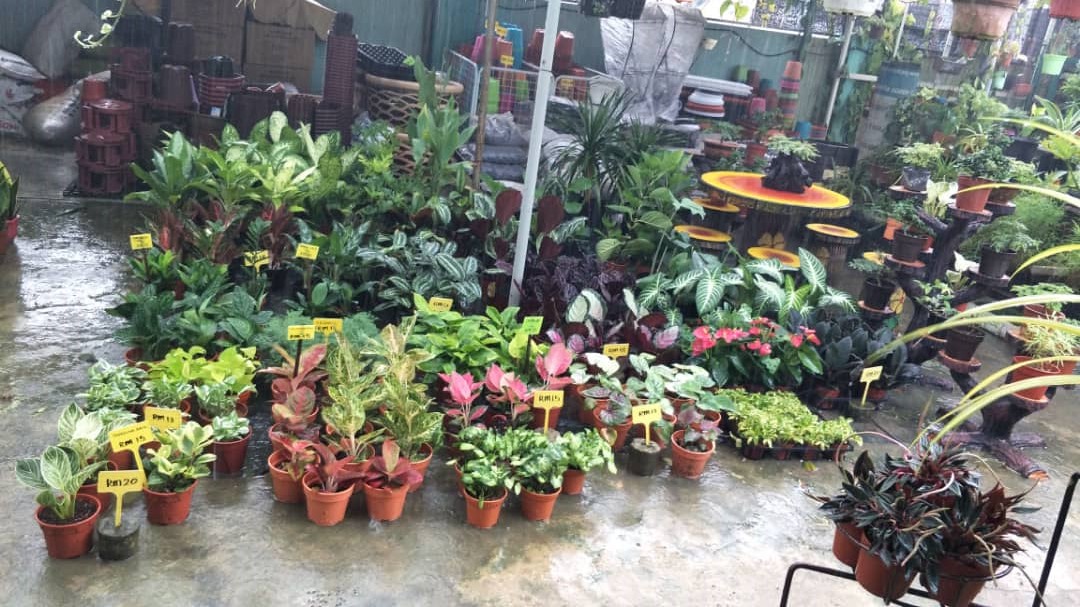 BUMI HIJAU NURSERY (002279488-D): Pasu viral & pokok indoor