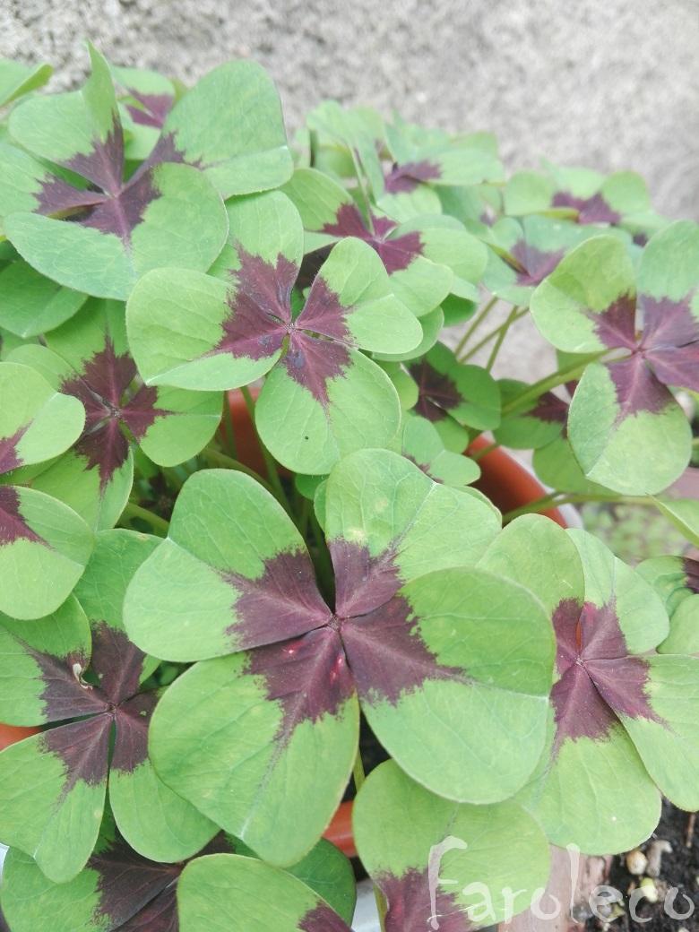 Faroleco: Trevo da Sorte