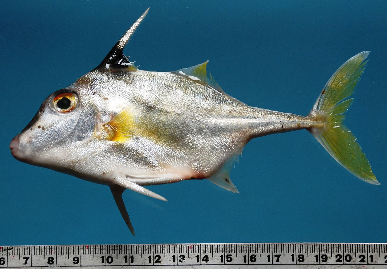 Artes de Pesca: ACTINOPTERYGII