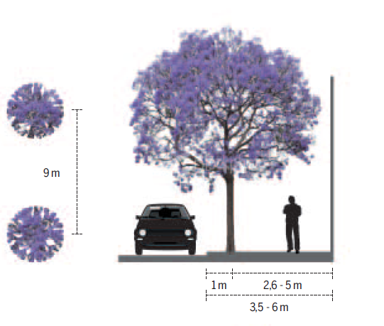 [Urban design] Management of street trees in Barcelona