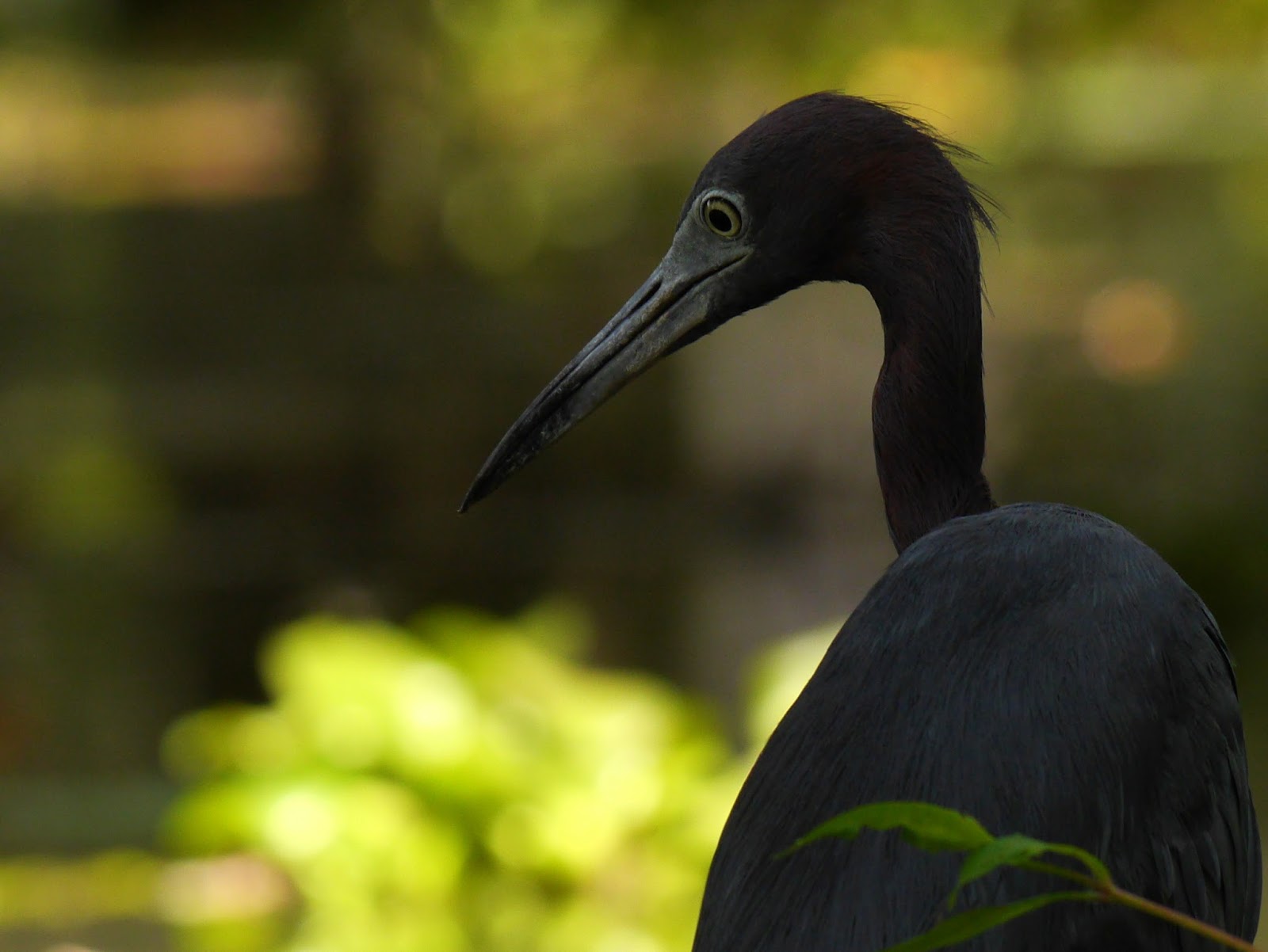 See Jane Bird. Bird, Jane, Bird.