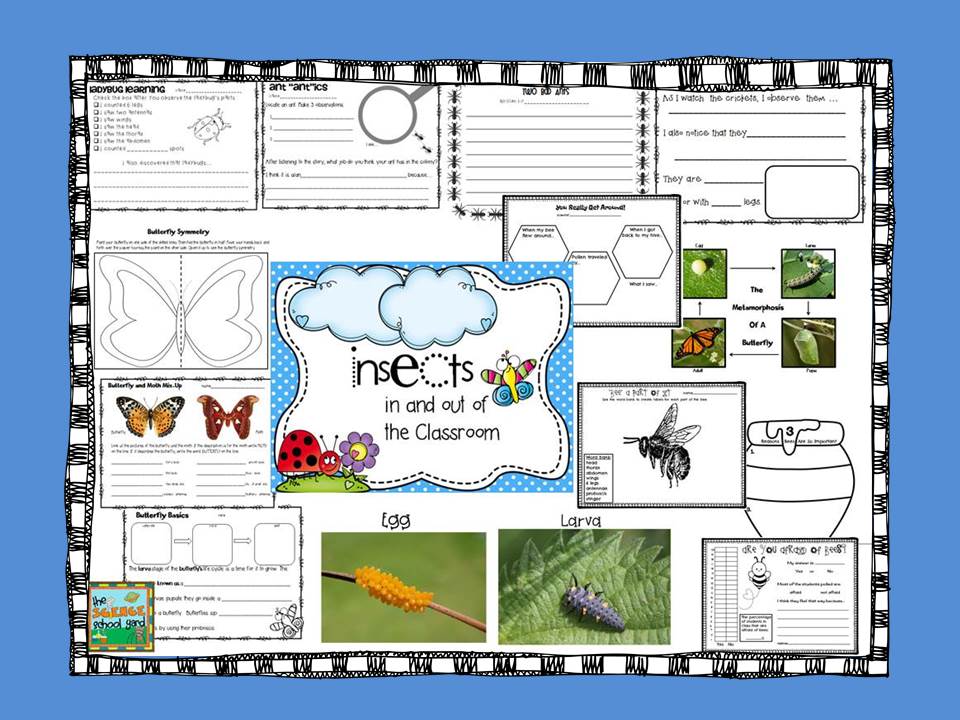 Cricket Capers: Simple Science Lesson - The Science School Yard