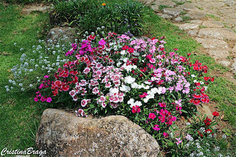 Cravina - Dianthus chinensis