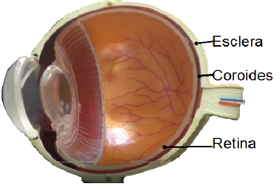 ECA - Organización y Producción de Eventos: LA COROIDES