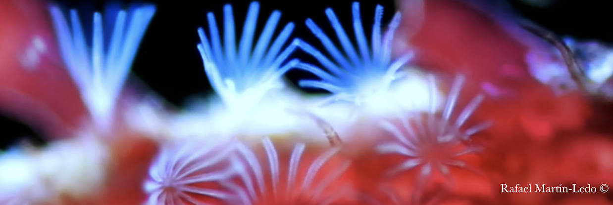 Rafael Microfauna Marina: octubre 2014