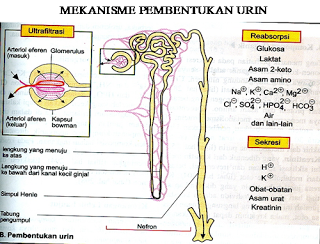 Medicine's Blog (Pecinta Kehidupan): Fisiologi Pembentukan Urine