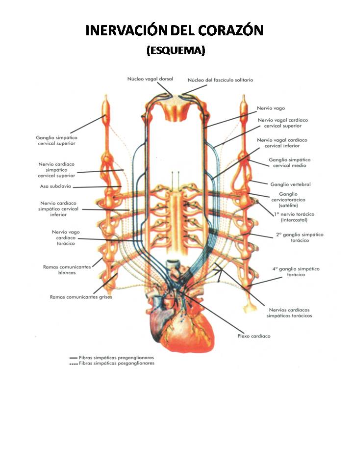 ATLAS DE ANATOMÍA HUMANA: INERVACIÓN DEL CORAZÓN (ESQUEMA) / HEART ...
