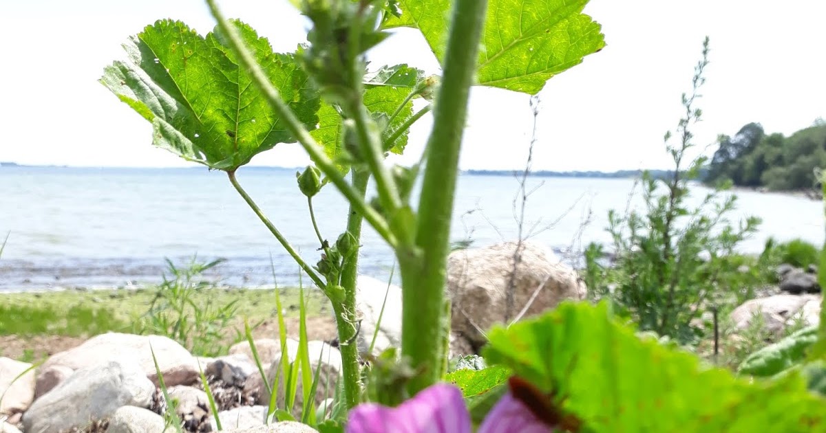 Natur og udeliv: Spiselige planter - katost