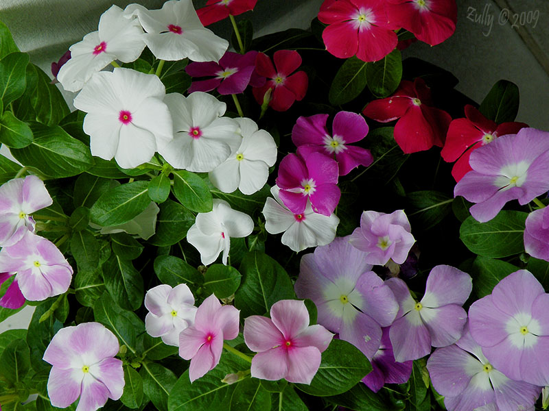 Naturaleza Viva: Chavelita (Catharanthus roseus)